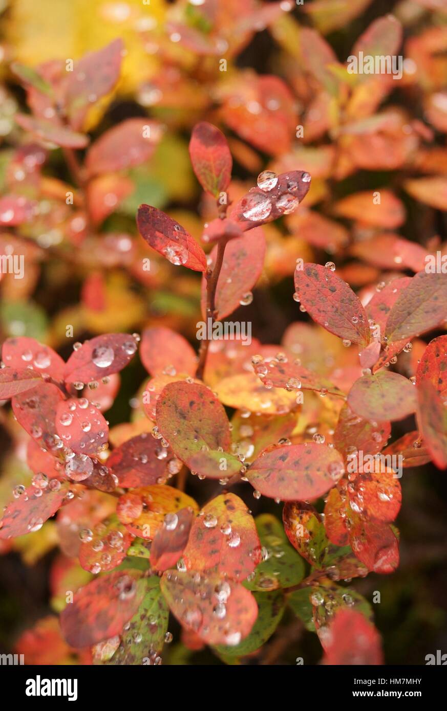 Autumn foliage with little droplets Stock Photo - Alamy