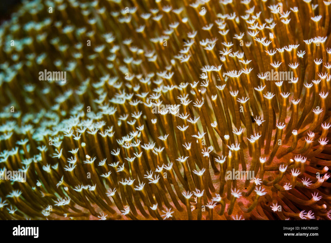 A cluster of feeding polyps of a small soft coral on a reef Stock Photo ...