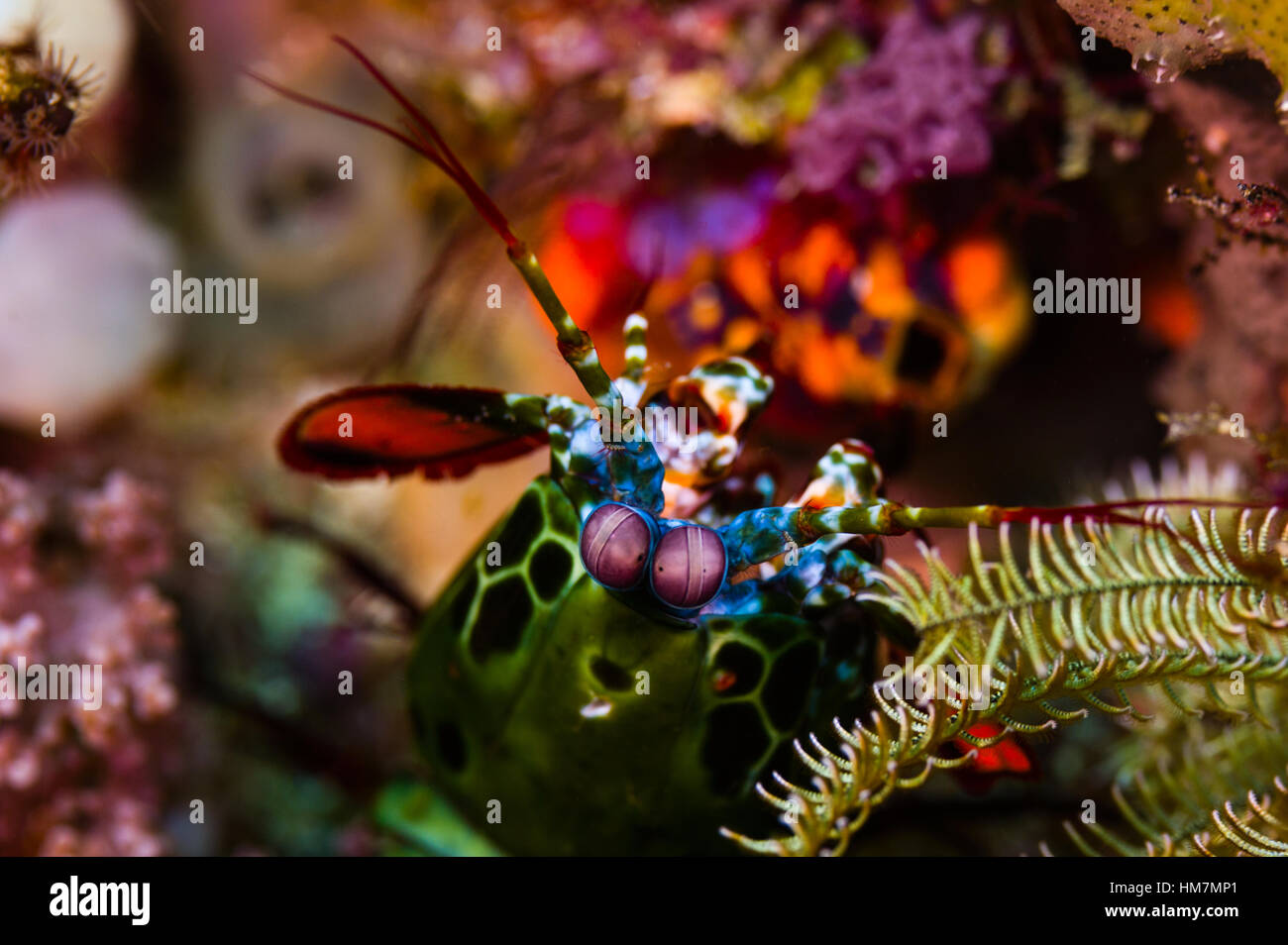 The stalked eyes of an iridescent green Mantis Shrimp hunting for prey ...