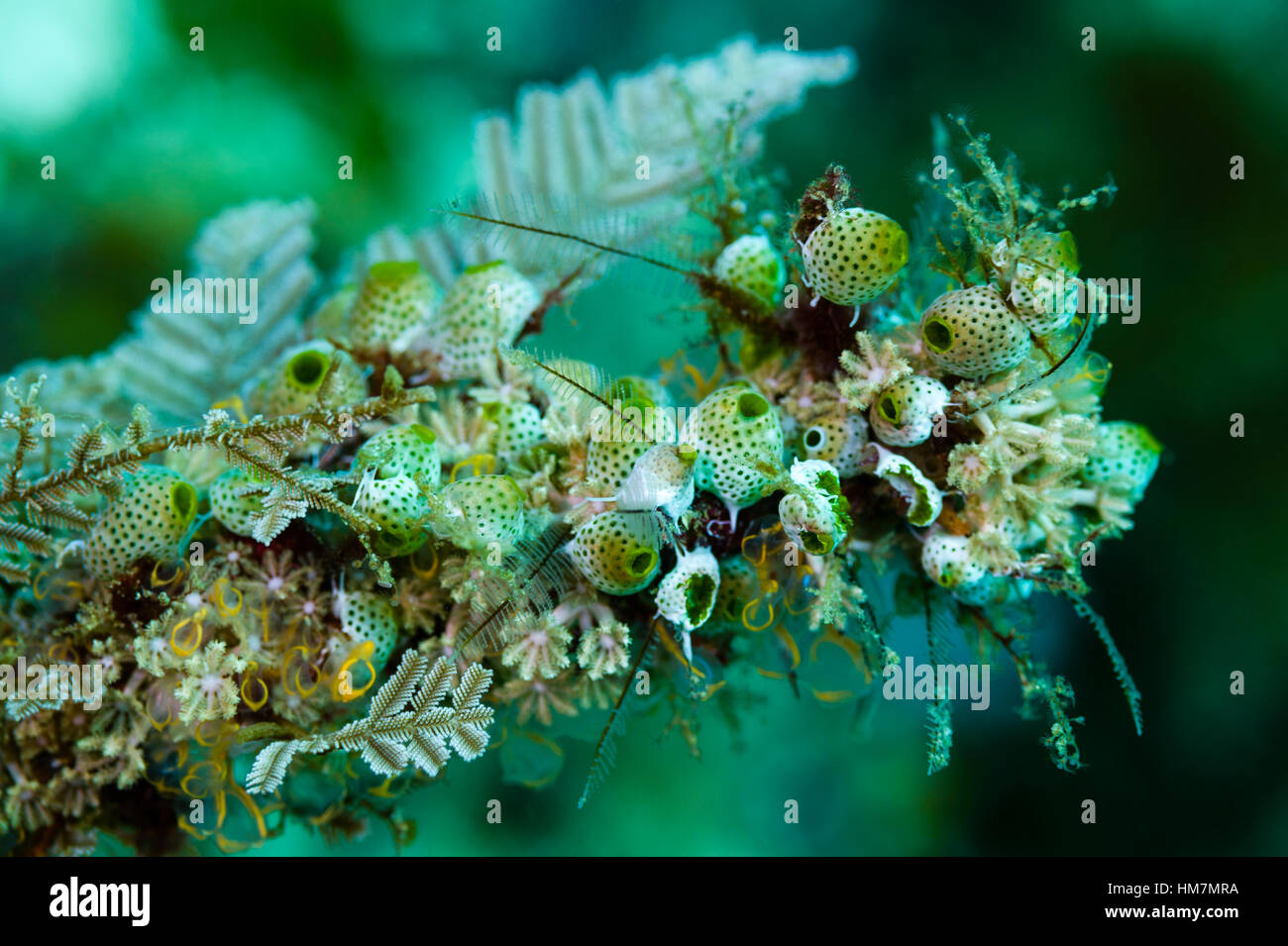 Green urn sea squirt tunicate didemnum molle raja ampat hi-res stock ...