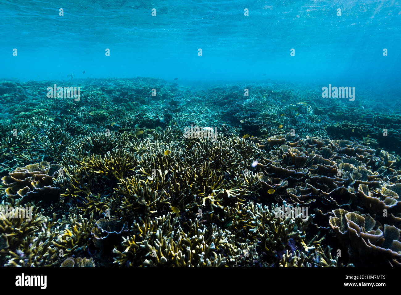 The surface of a hard coral reef in shallow tropical seas Stock Photo ...