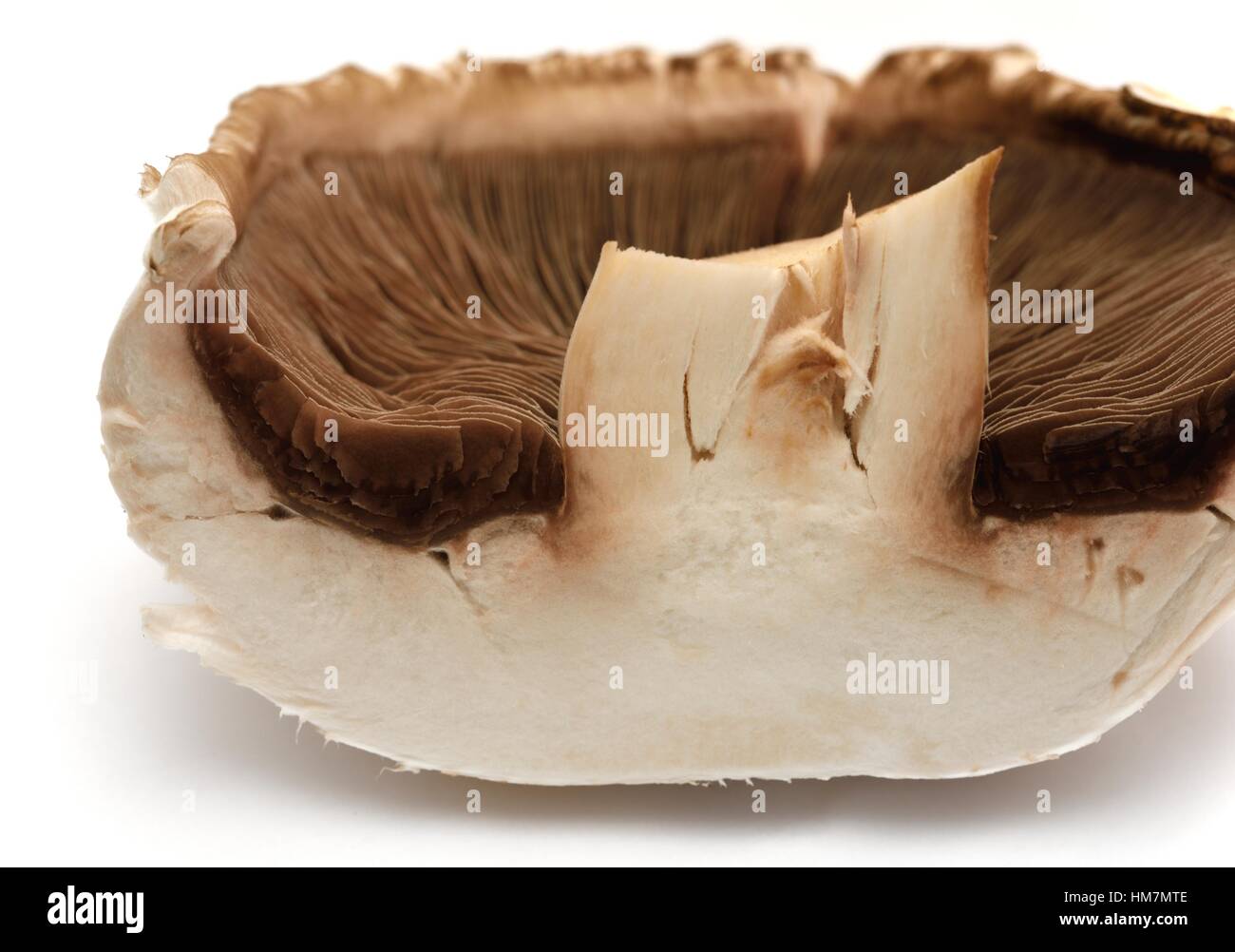 Mushroom cut in half hi-res stock photography and images - Alamy