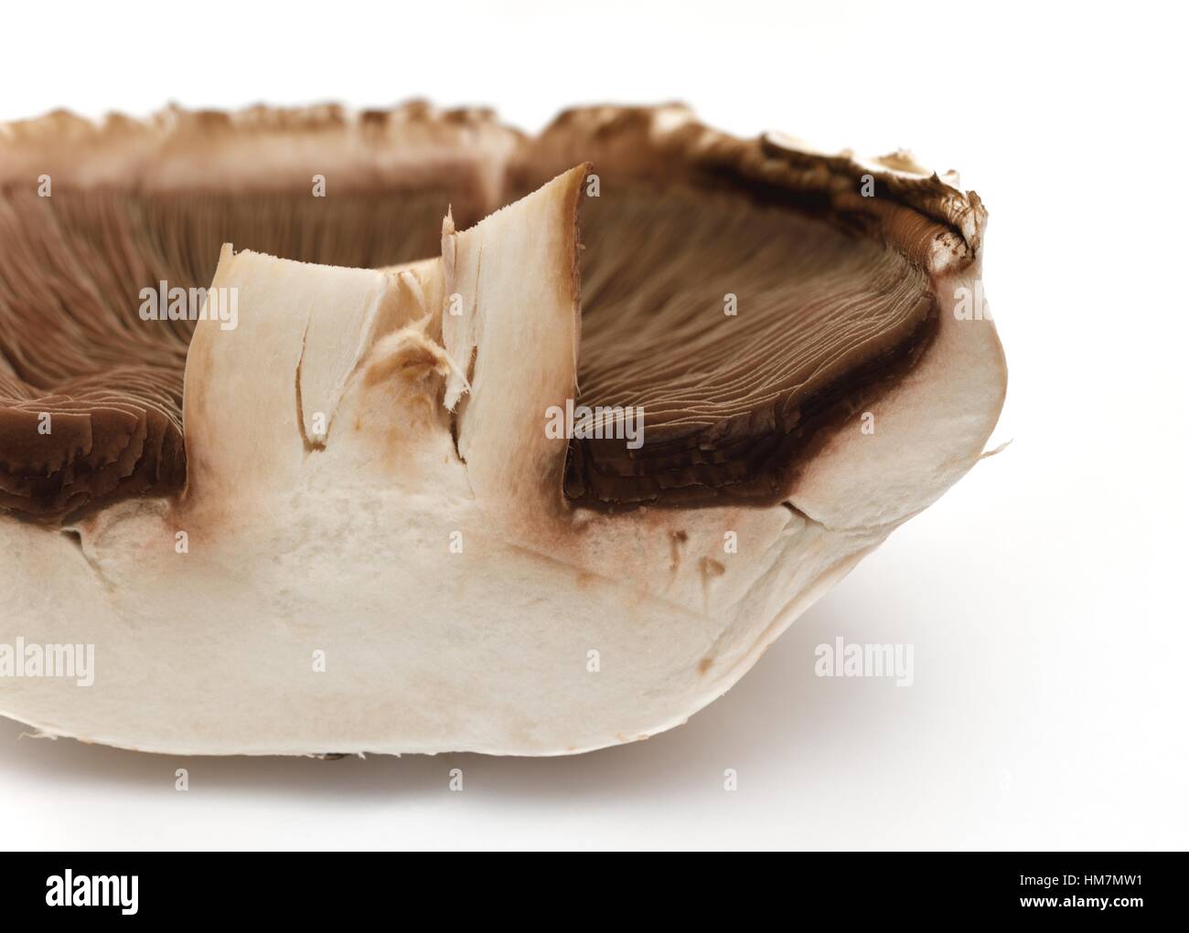 Mushroom cut in half hi-res stock photography and images - Alamy