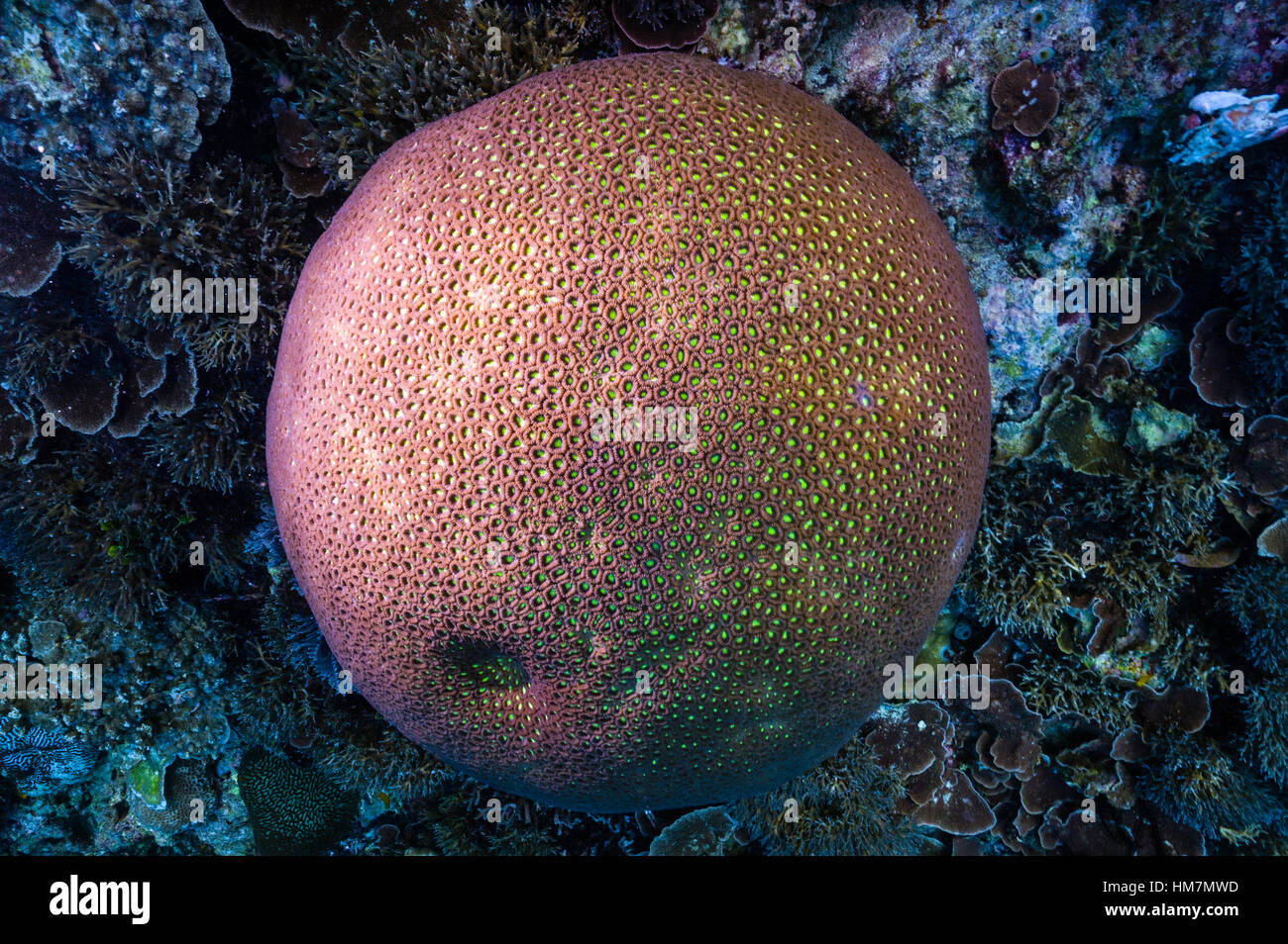 Pink hard coral on reef hi-res stock photography and images - Alamy