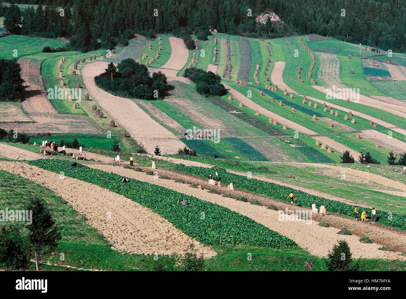 Podolia hi-res stock photography and images - Alamy