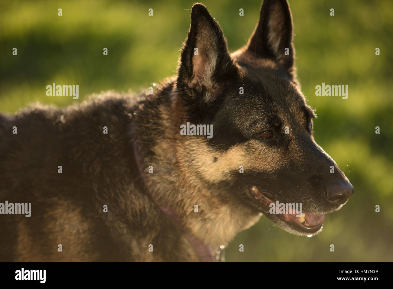 German Shepherd dog outside in a grassy area during the day Stock Photo ...