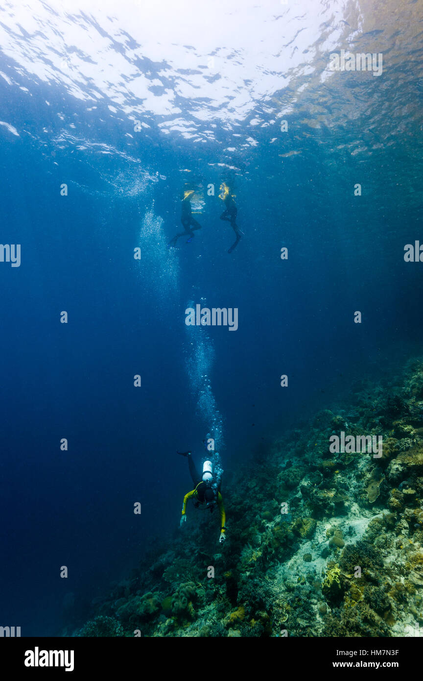 Streams of bubbles cascade to the surface from scuba divers tanks Stock ...