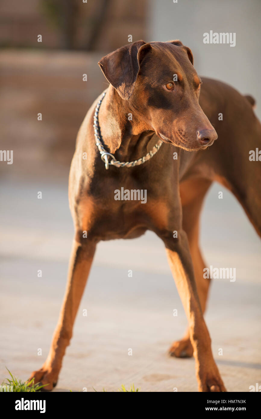 Red Doberman Pinscher standing in a patio focused on owner's ...