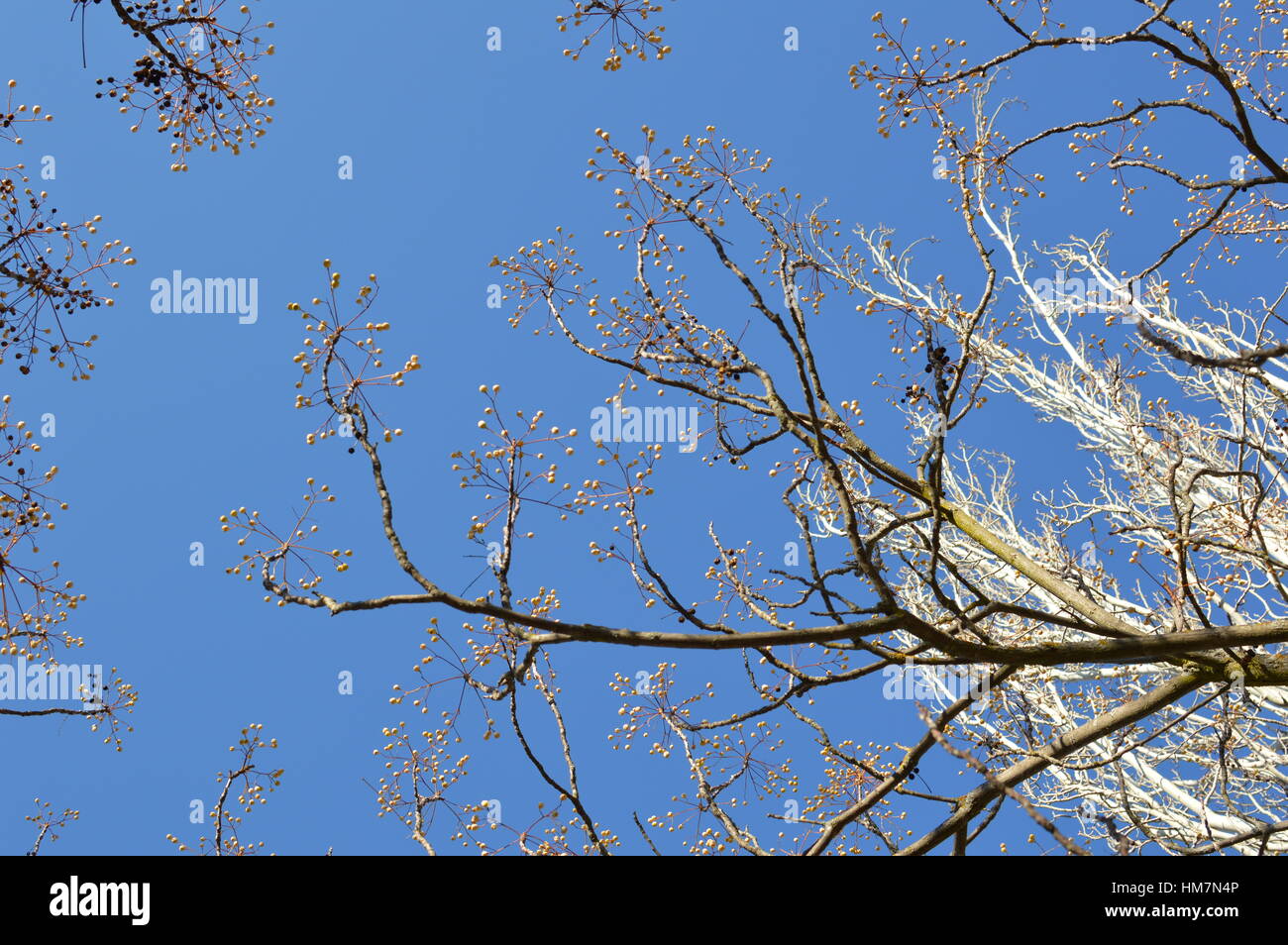 White trees and blue sky Stock Photo - Alamy