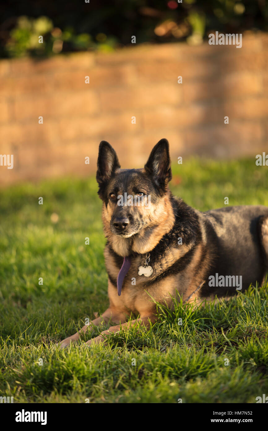 German Shepherd dog outside in a grassy area during the day Stock Photo ...
