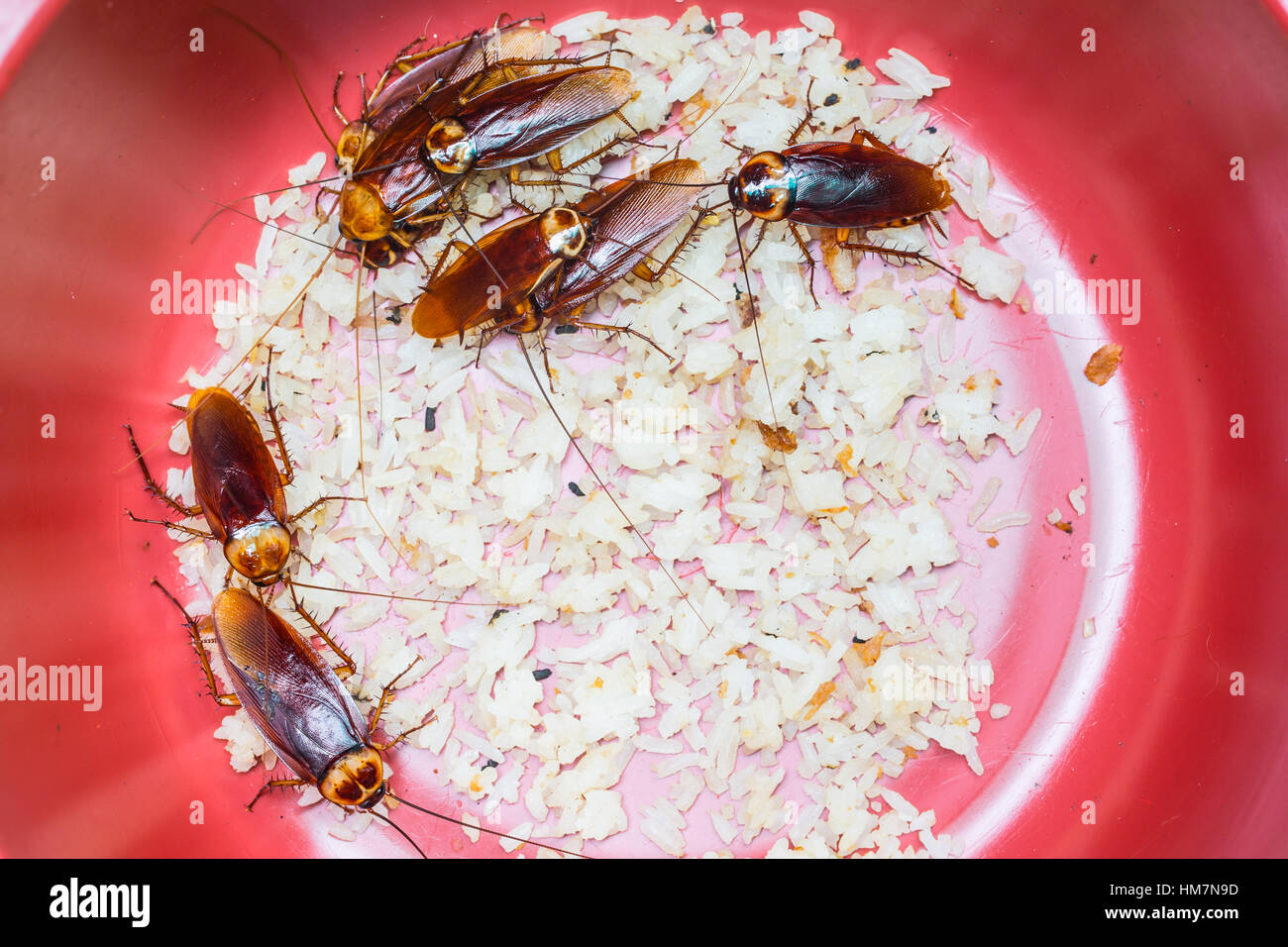 cockroach, cockroach with food, many cockroach, big cockroach Stock ...