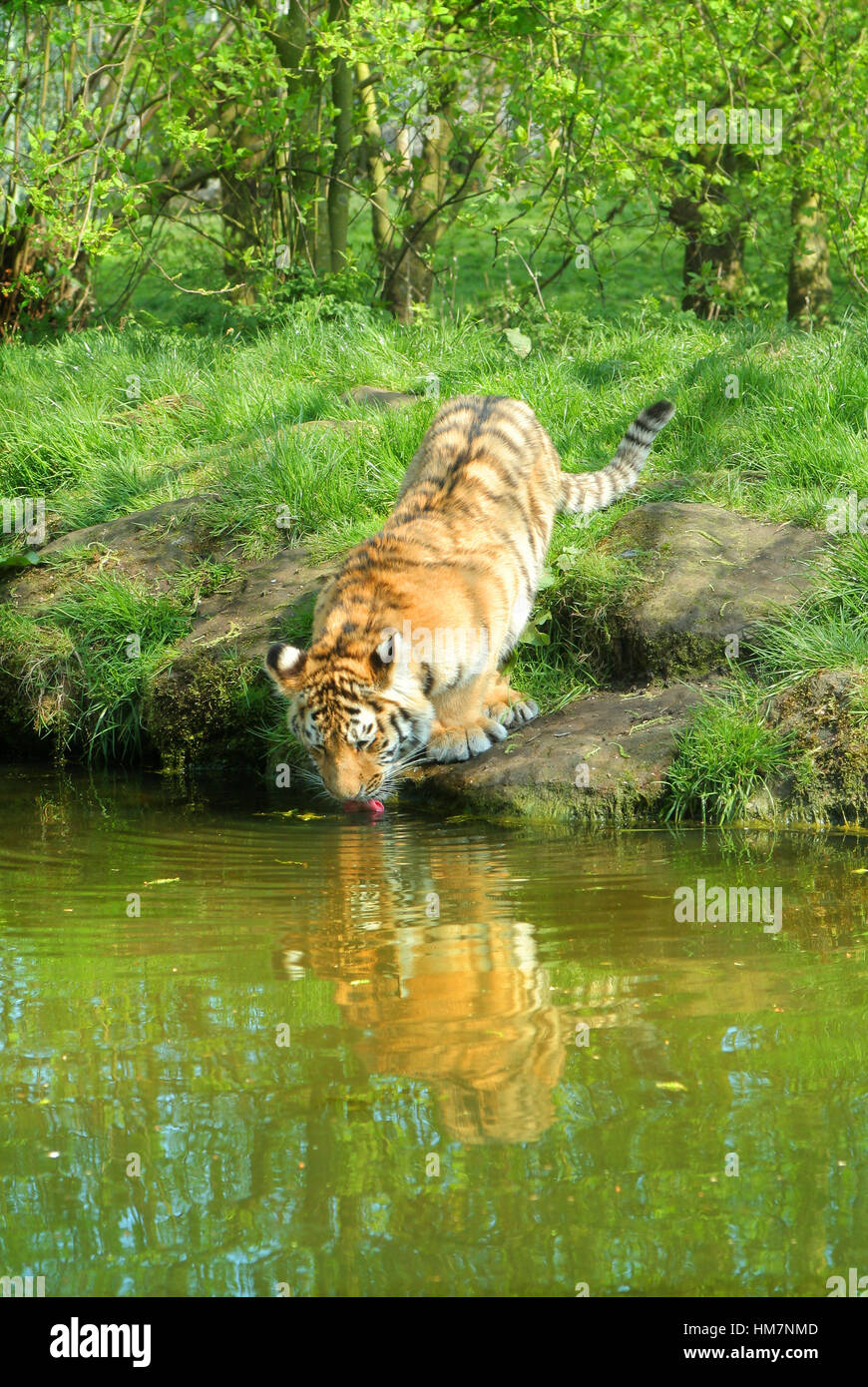 Gently drinking cat hi-res stock photography and images - Alamy