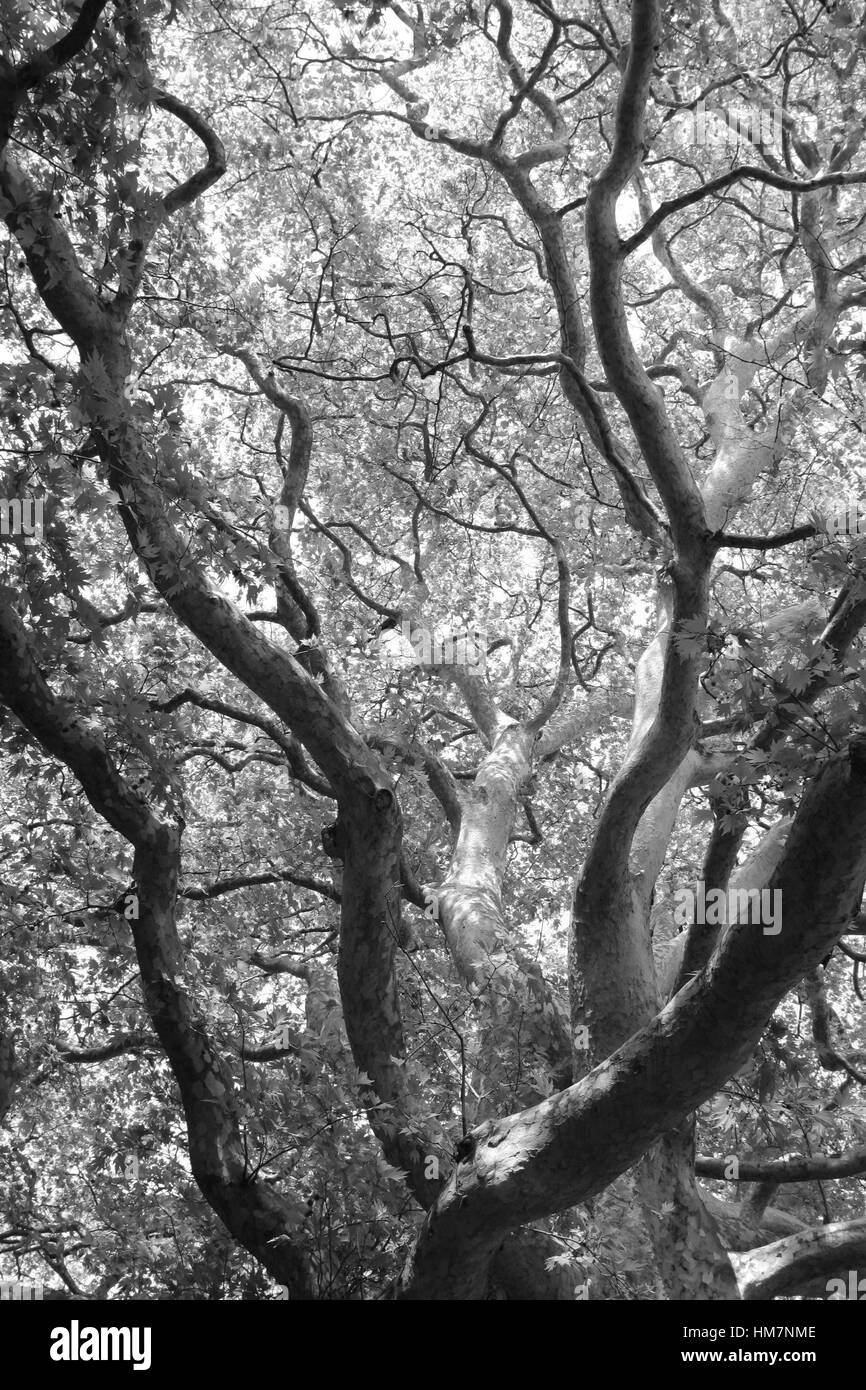 Wonder of life Black and White Stock Photos & Images - Alamy