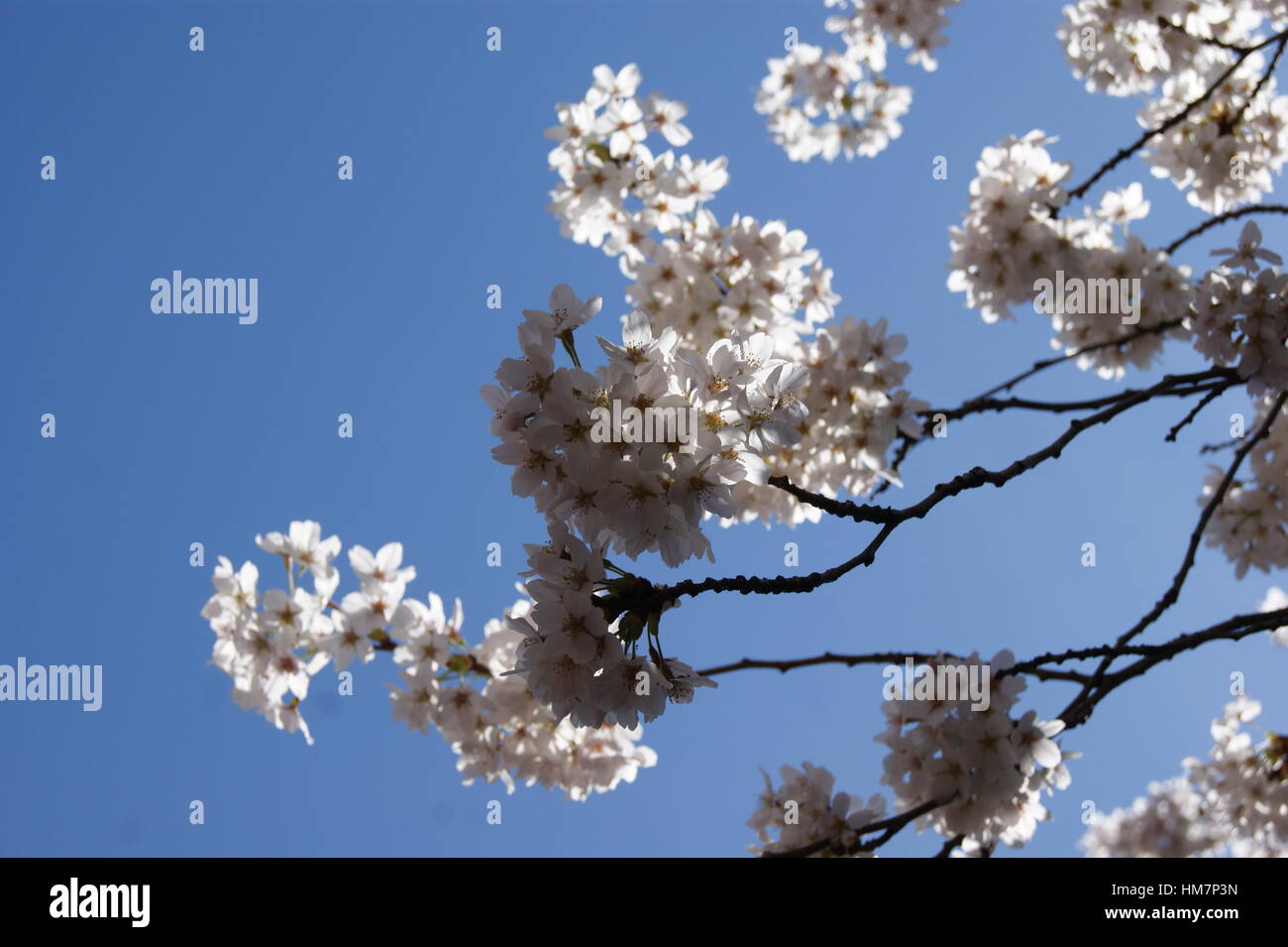 White flowers under sun hi-res stock photography and images - Alamy