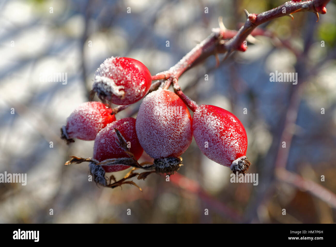 Red and frozen hi-res stock photography and images - Alamy