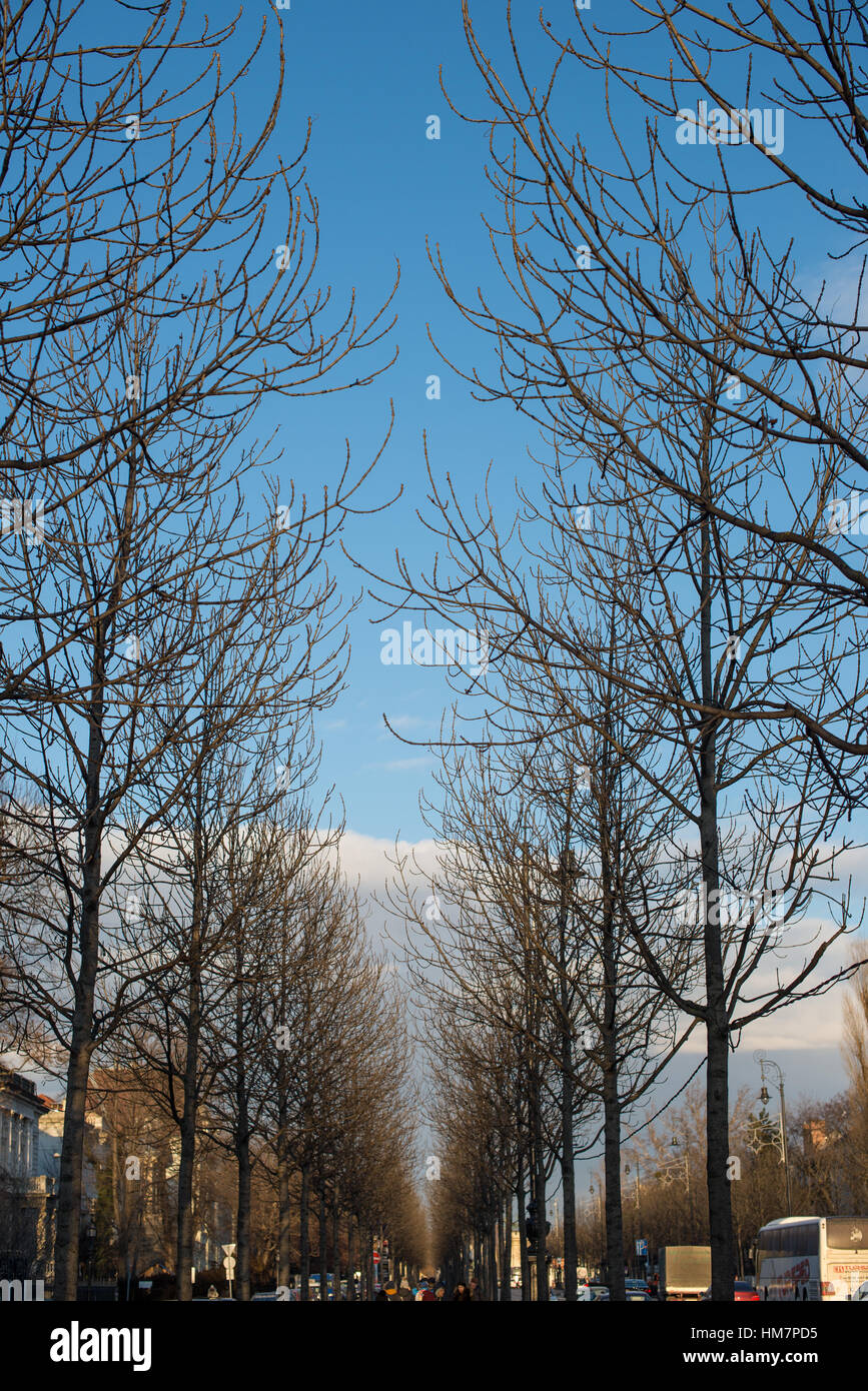 Trees no leaves hi-res stock photography and images - Alamy