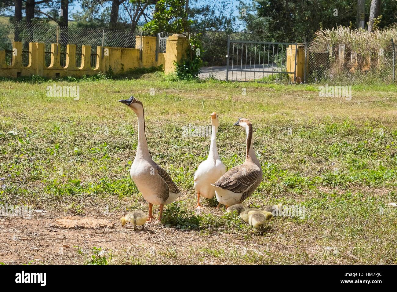 A gaggle in garden Stock Photo - Alamy