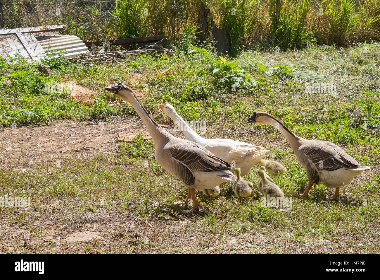 A gaggle in garden Stock Photo - Alamy