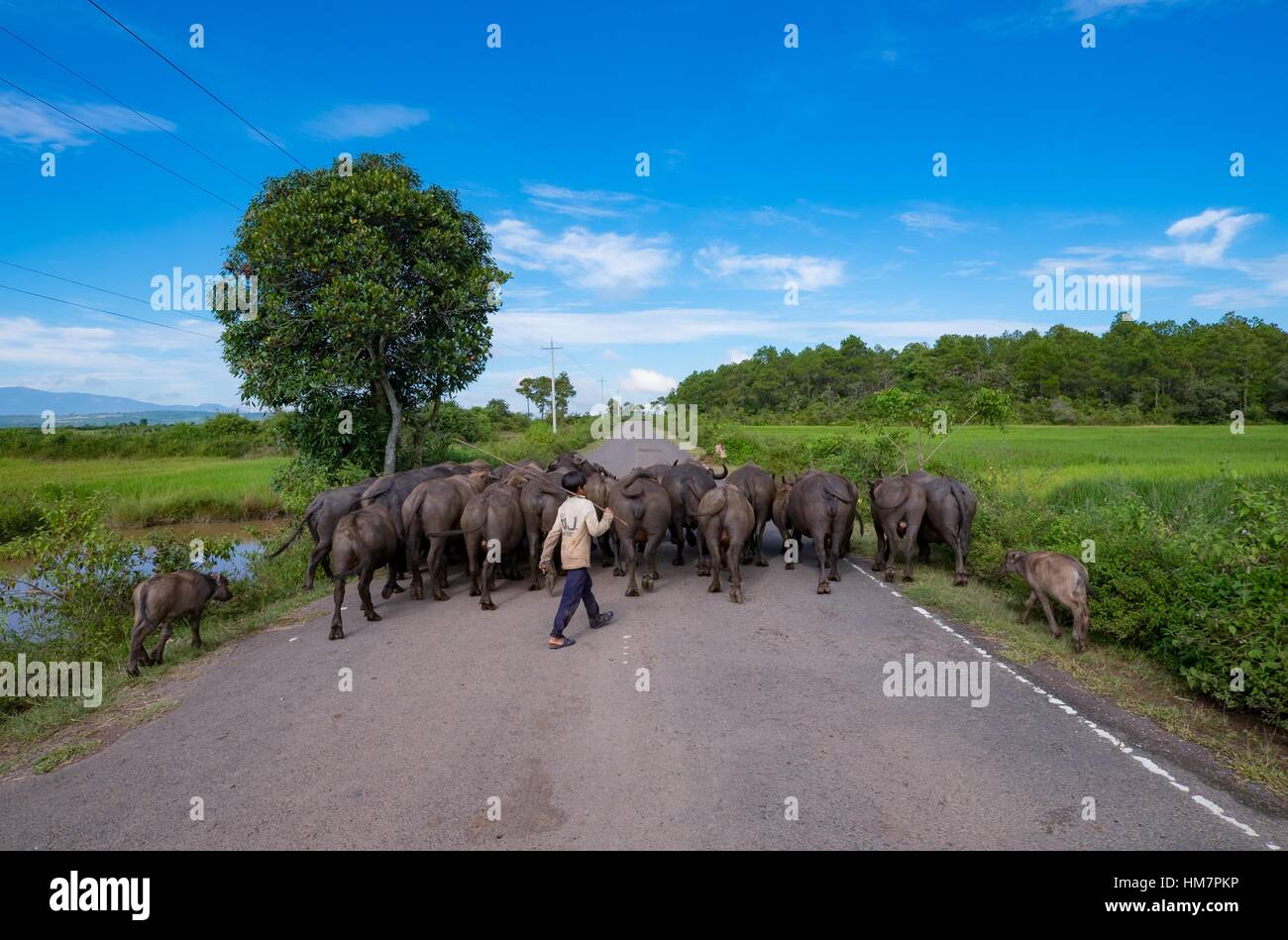 Vietnamese boy on water buffalo hi-res stock photography and images - Alamy