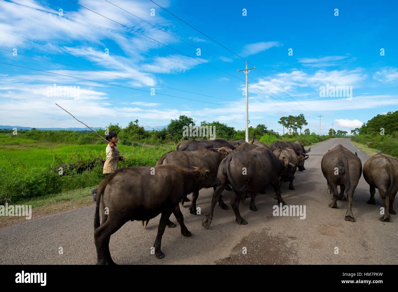 Vietnamese boy on water buffalo hi-res stock photography and images - Alamy