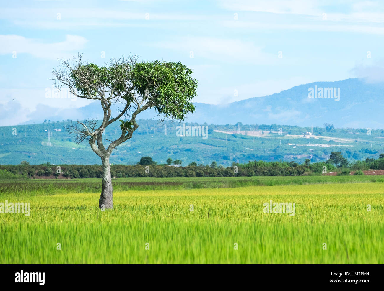 Tree alone in paddy field hi-res stock photography and images - Alamy