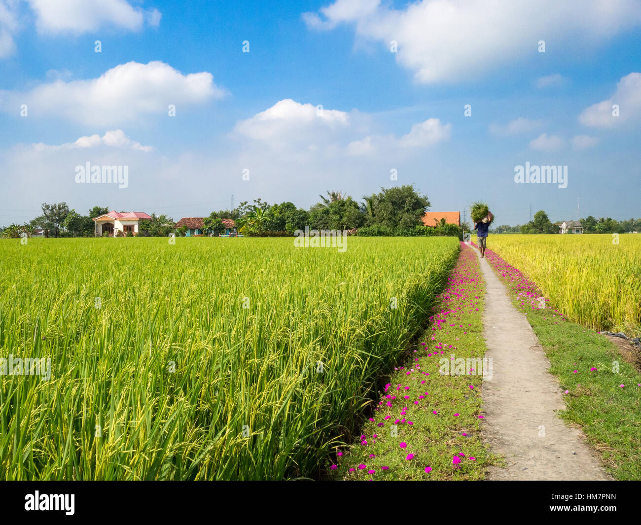 Rice field in sunny day. LONG AN, VIET NAM Stock Photo - Alamy