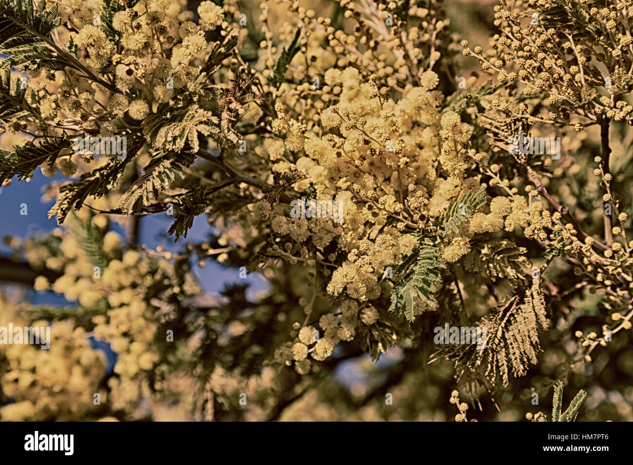 in south africa wildlife mimosa plant and tree in the national park ...