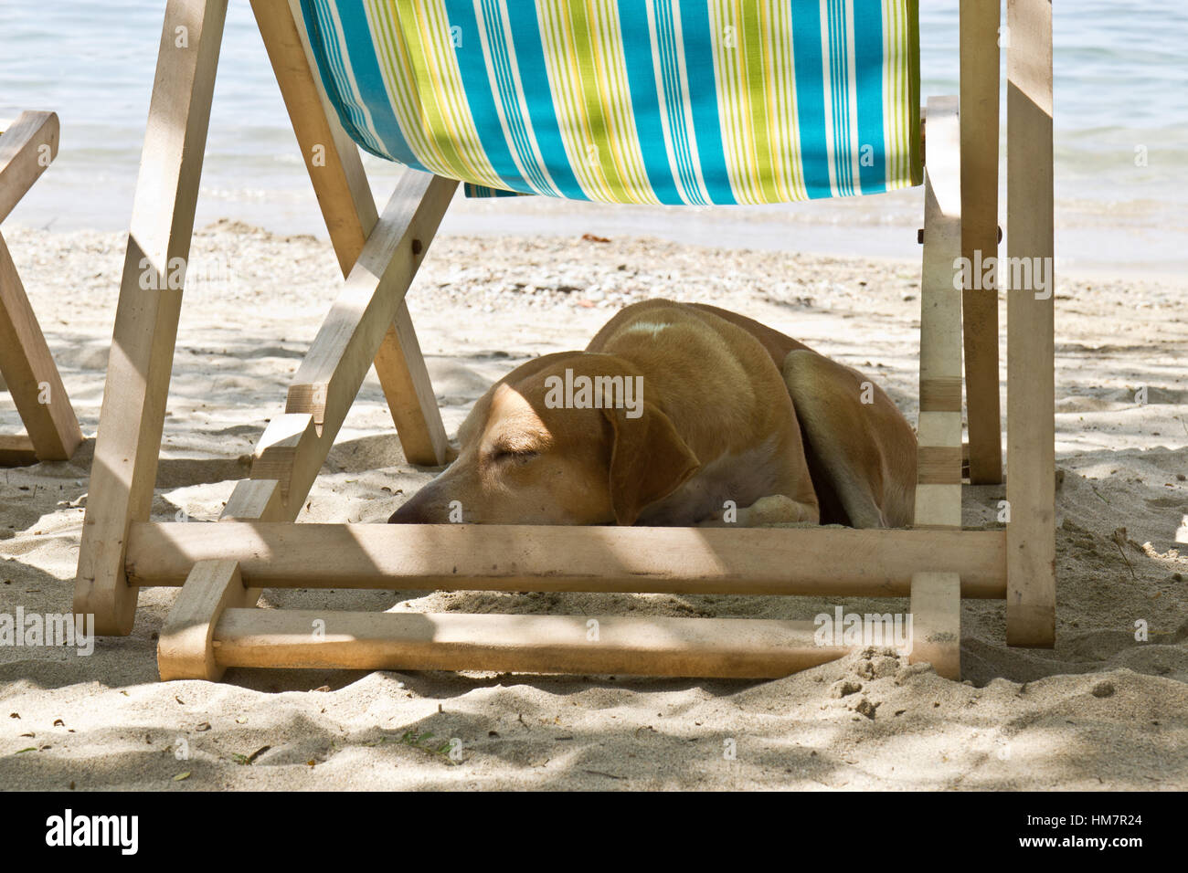 Beach umbrella sea dog hi-res stock photography and images - Alamy