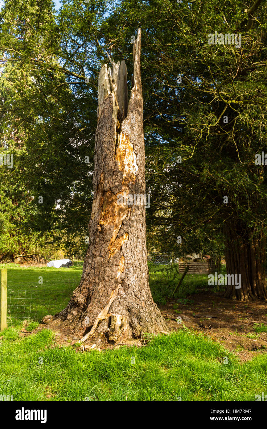 Tall tree stump remains of rotted tree Stock Photo - Alamy