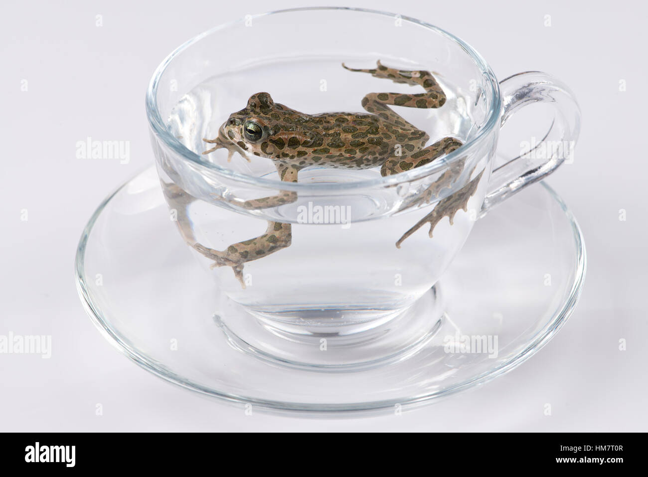 Pet Water Frogs