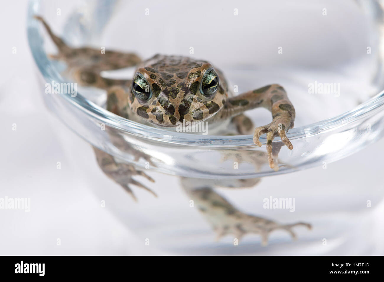 Healthy toad hi-res stock photography and images - Alamy