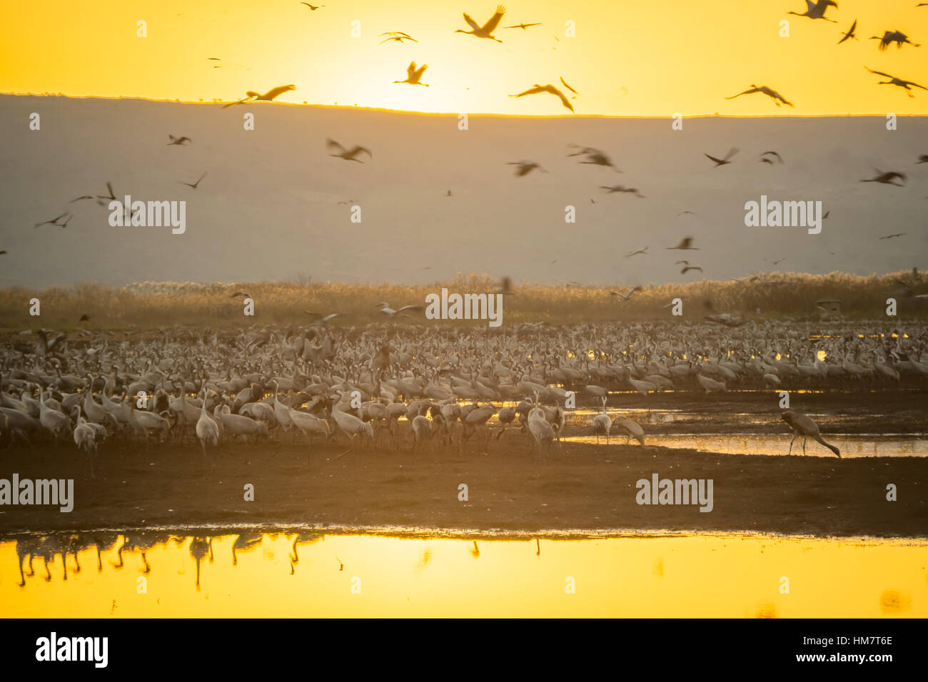 Common crane birds in Agamon Hula bird refuge, at sunrise, Hula Valley ...