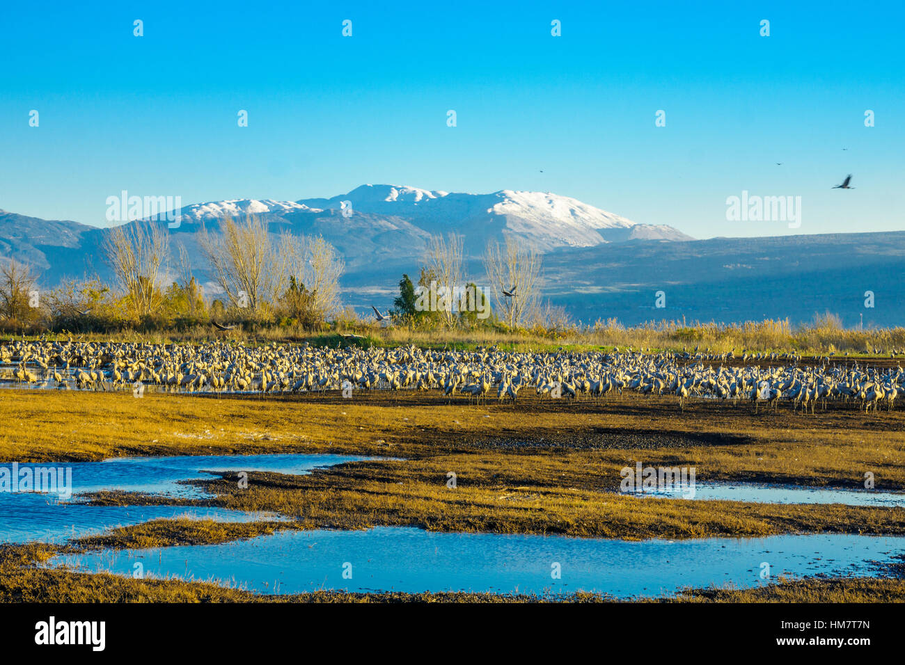 Common crane birds in Agamon Hula bird refuge, with Mount Hermon in the ...