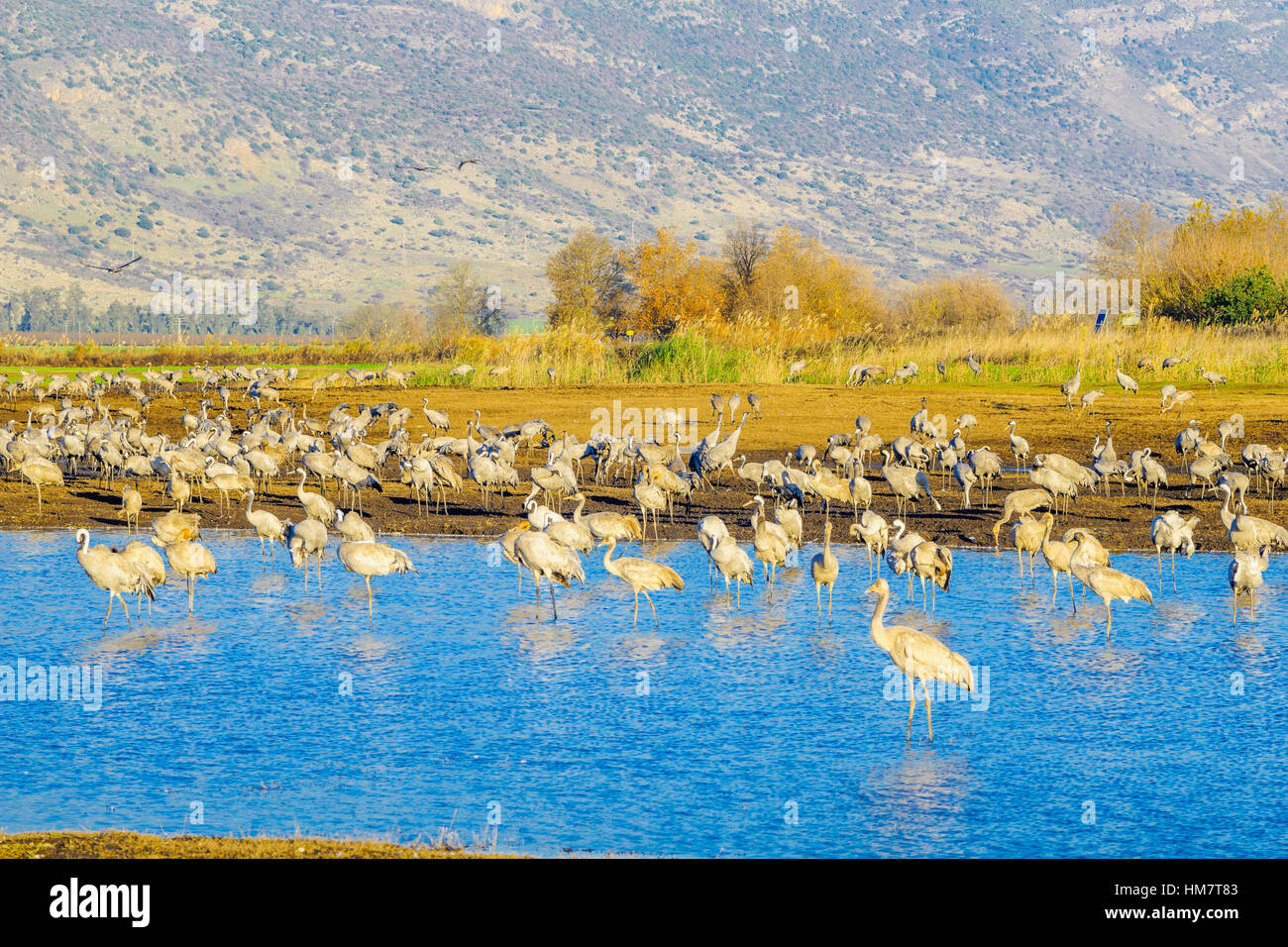 Common crane birds in Agamon Hula bird refuge, Hula Valley, Israel ...