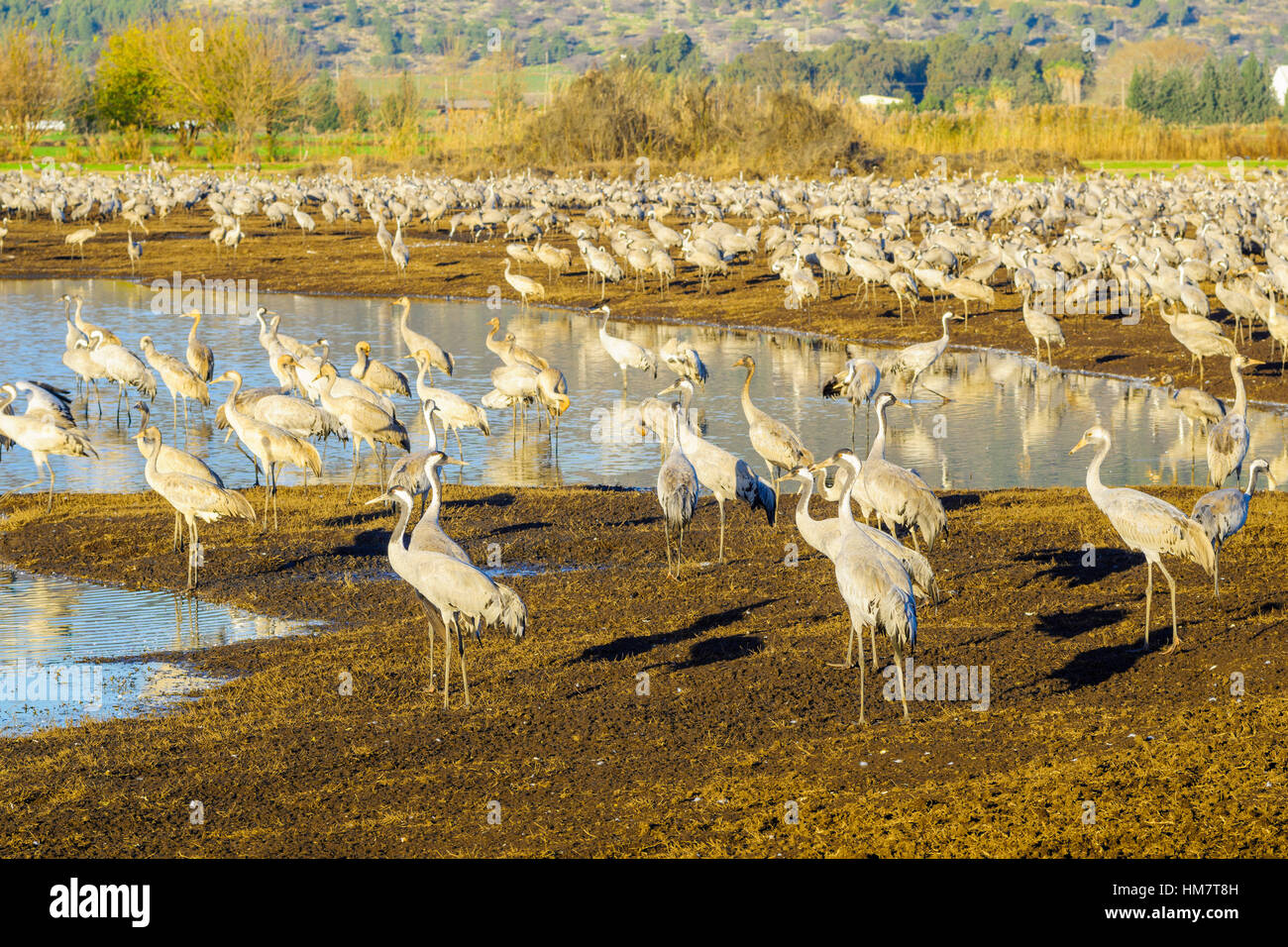 Common crane birds in Agamon Hula bird refuge, Hula Valley, Israel ...