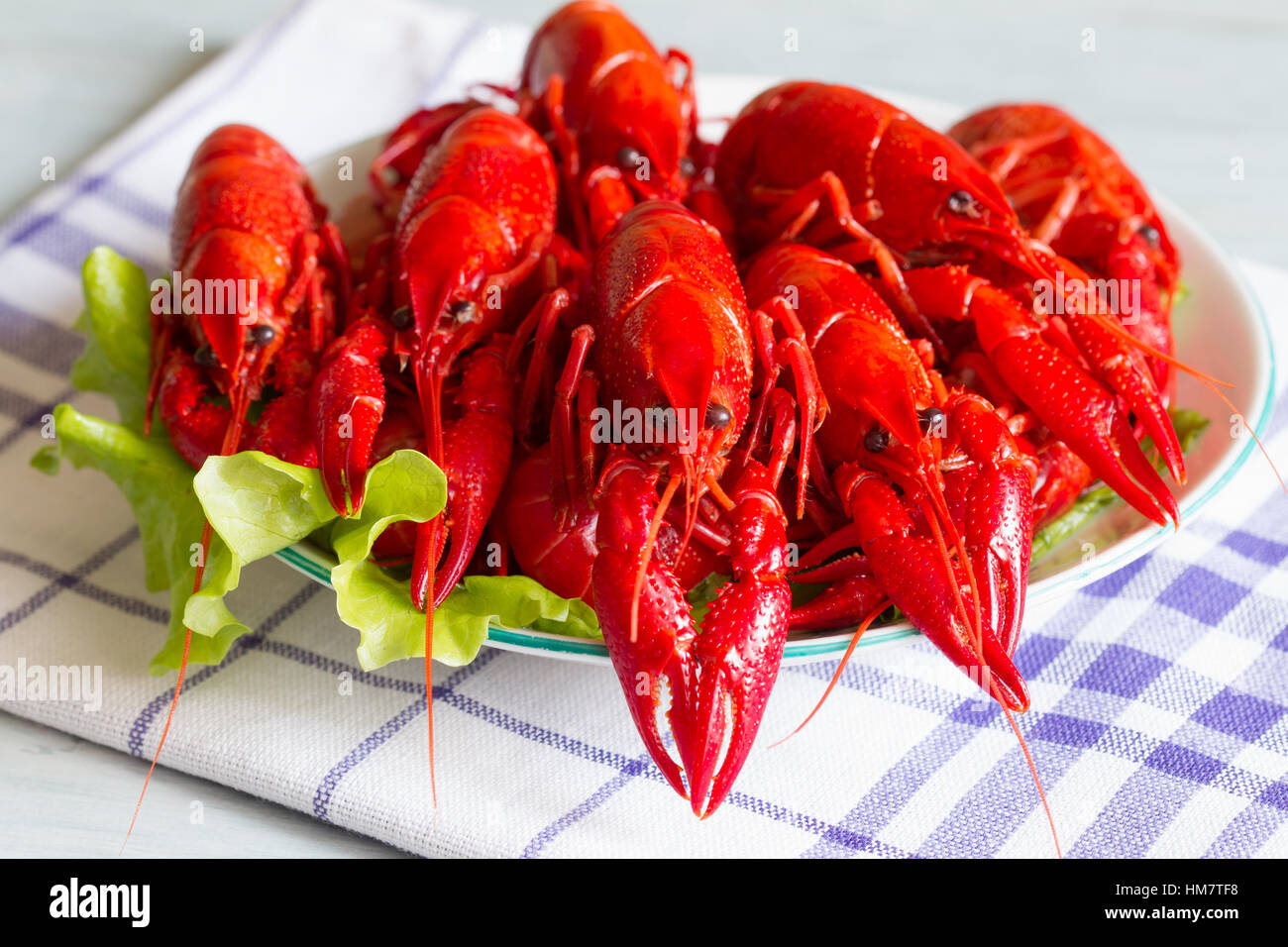 Red claw crayfish hi-res stock photography and images - Alamy