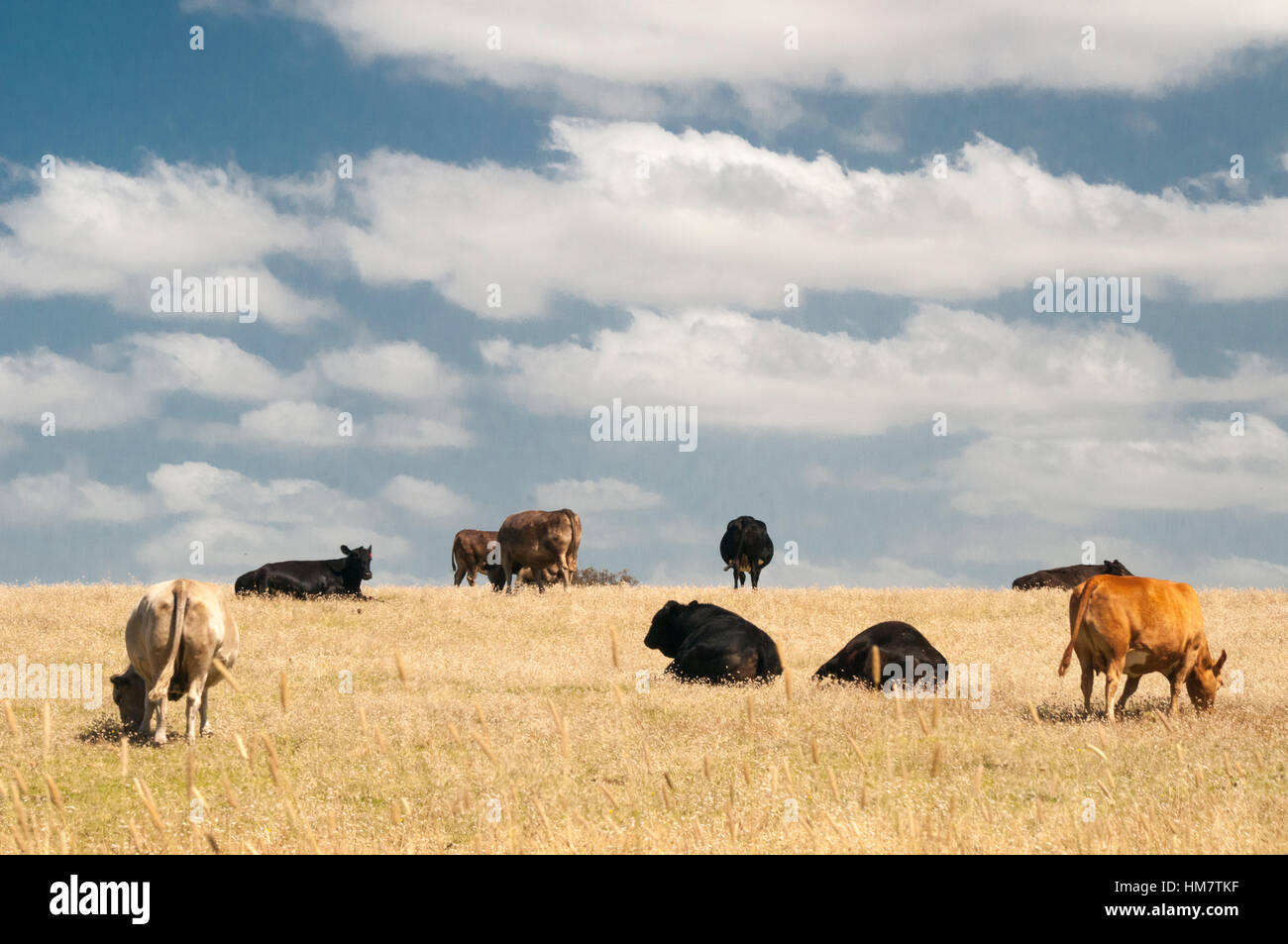 Mixed breeds hi-res stock photography and images - Alamy