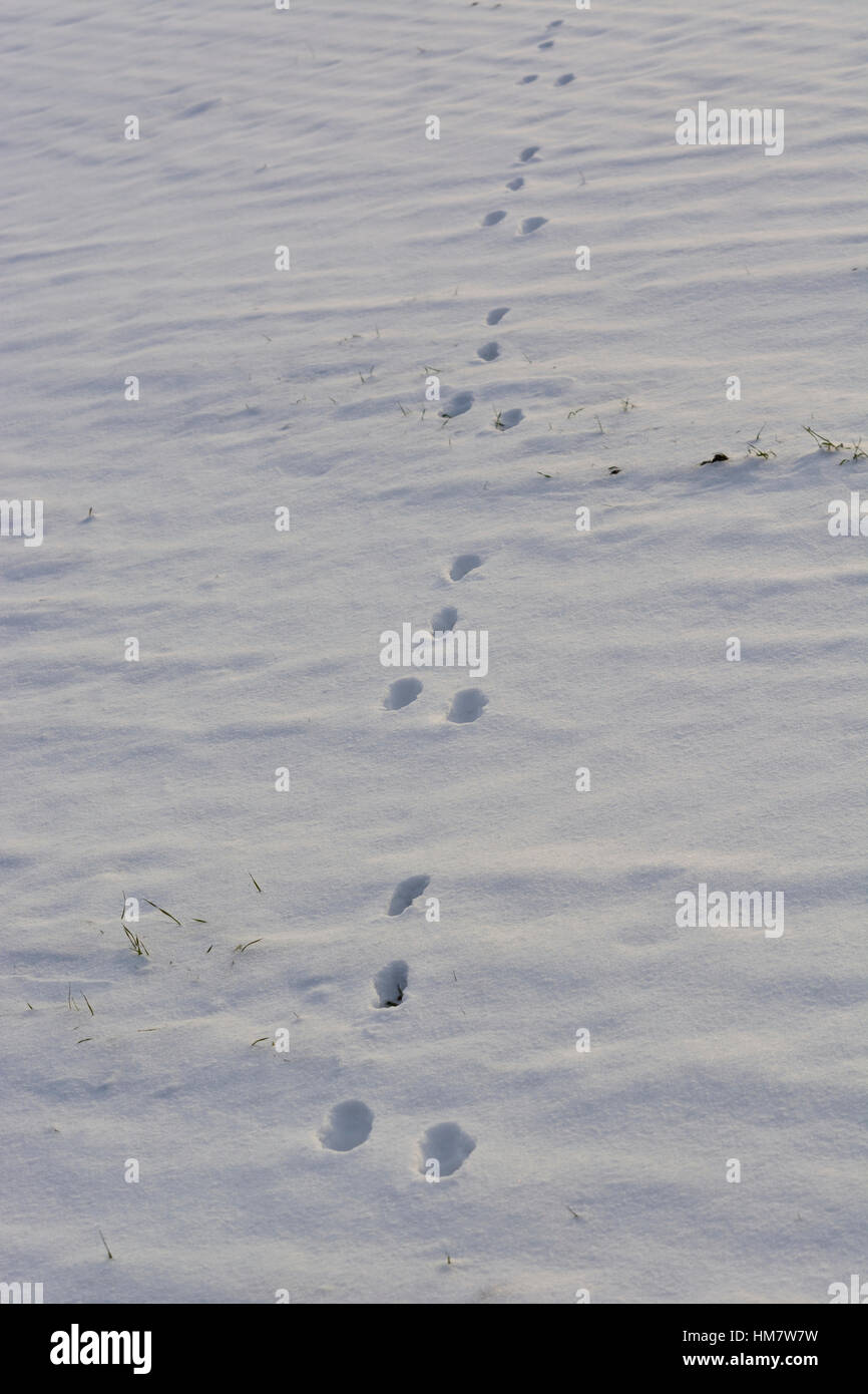 Hare tracks hi-res stock photography and images - Alamy