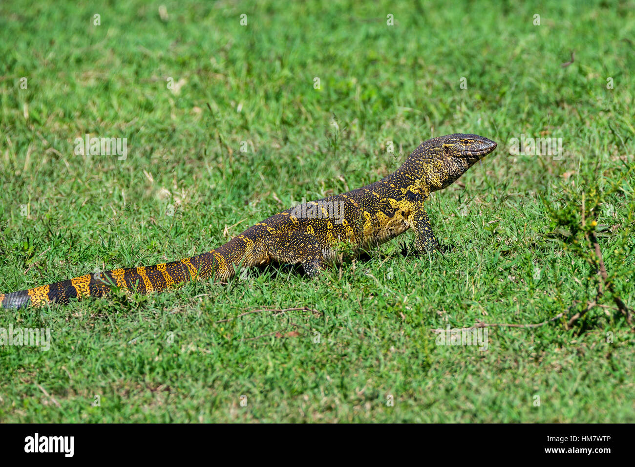 Monitor lizard kenya hi-res stock photography and images - Alamy