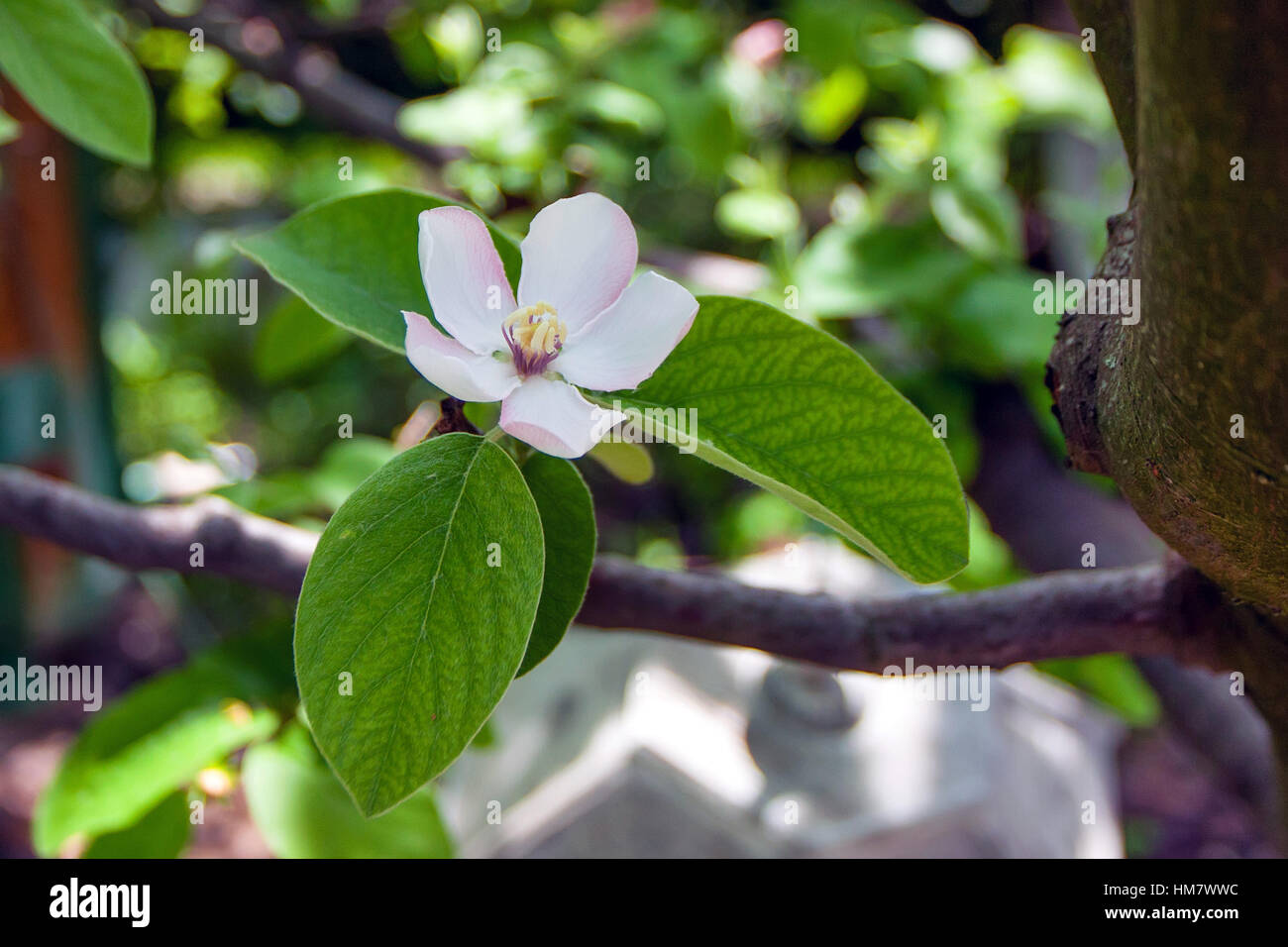 Close-up of quince flower Stock Photo - Alamy