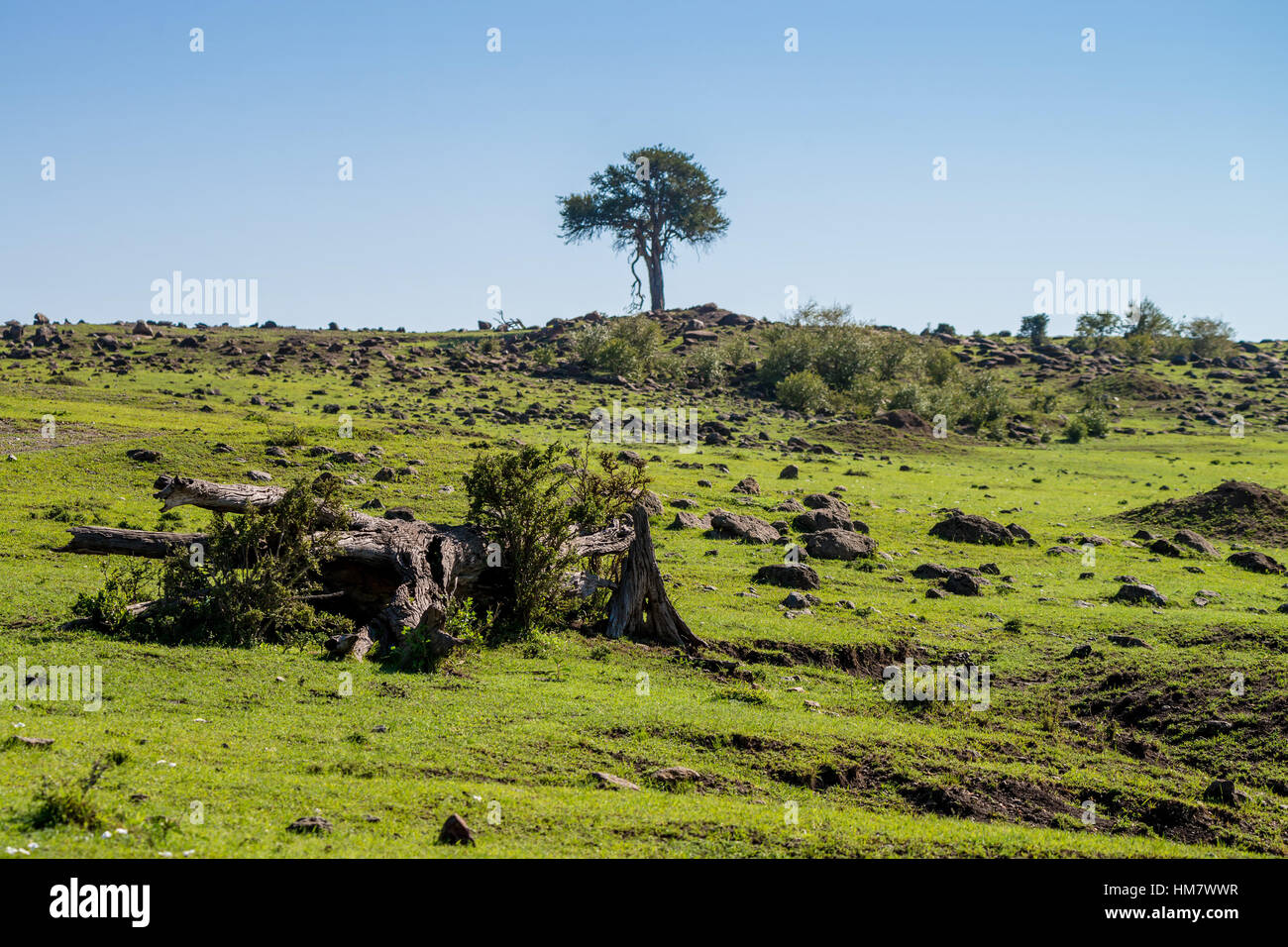 Savanna africa hi-res stock photography and images - Alamy