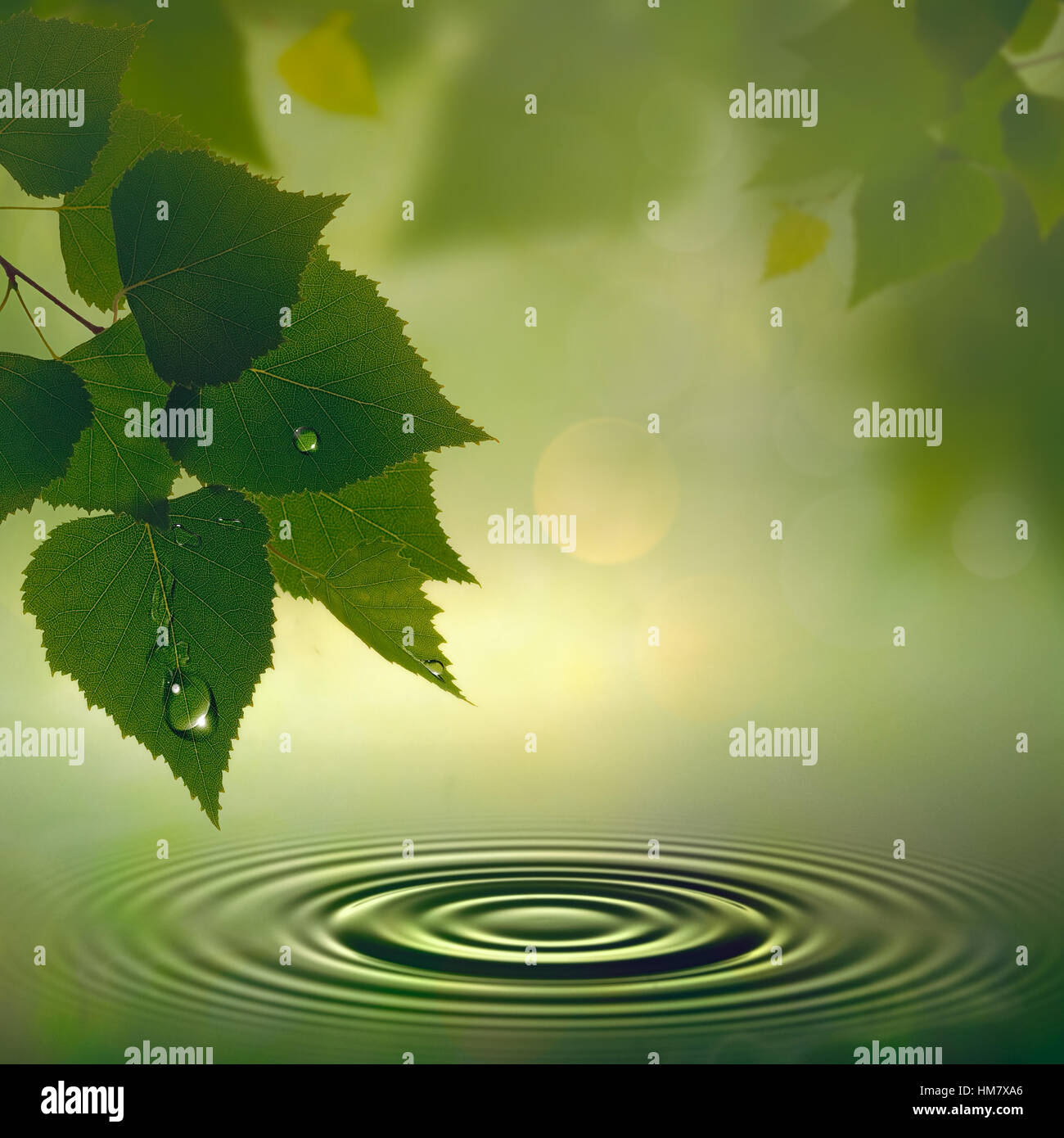 Spring coming, seasonal landscape with green foliage and rain drop ...