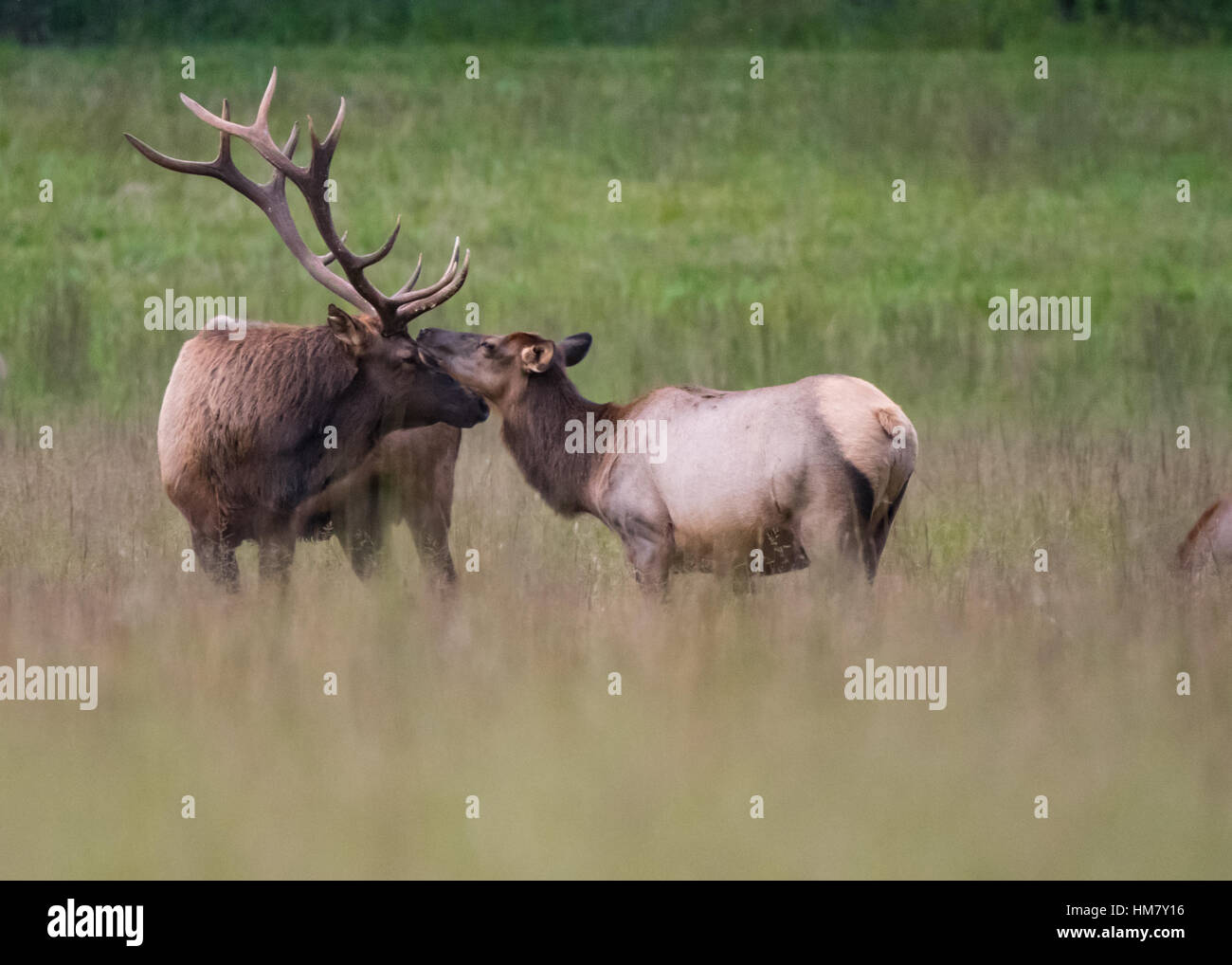 Bull and Cow Elk Nuzzle in a mating ritual during the rut season Stock ...