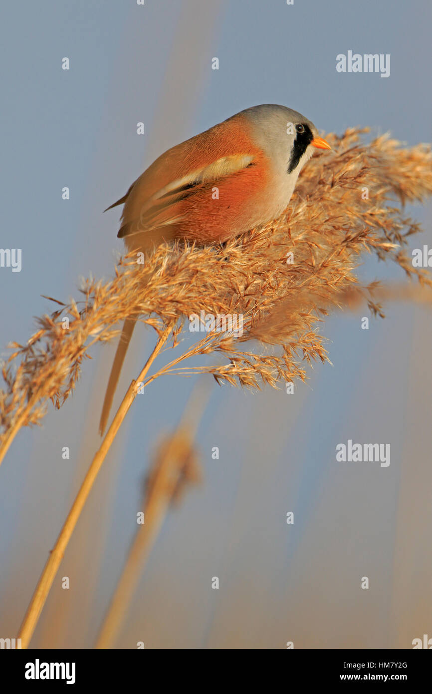 Male Bearded Reedling Stock Photo - Alamy