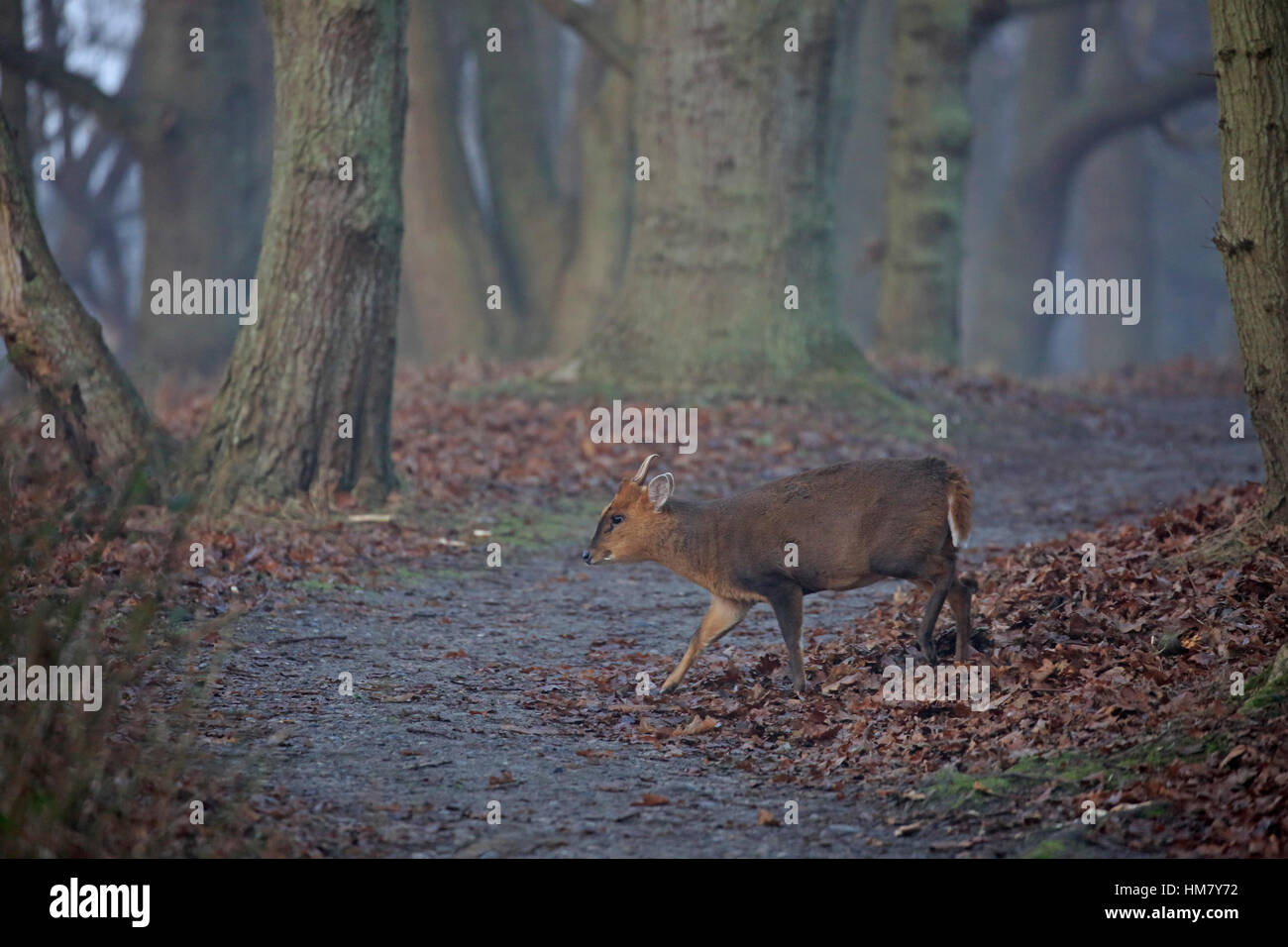 Male Reeves Muntjac Deer Stock Photo - Alamy