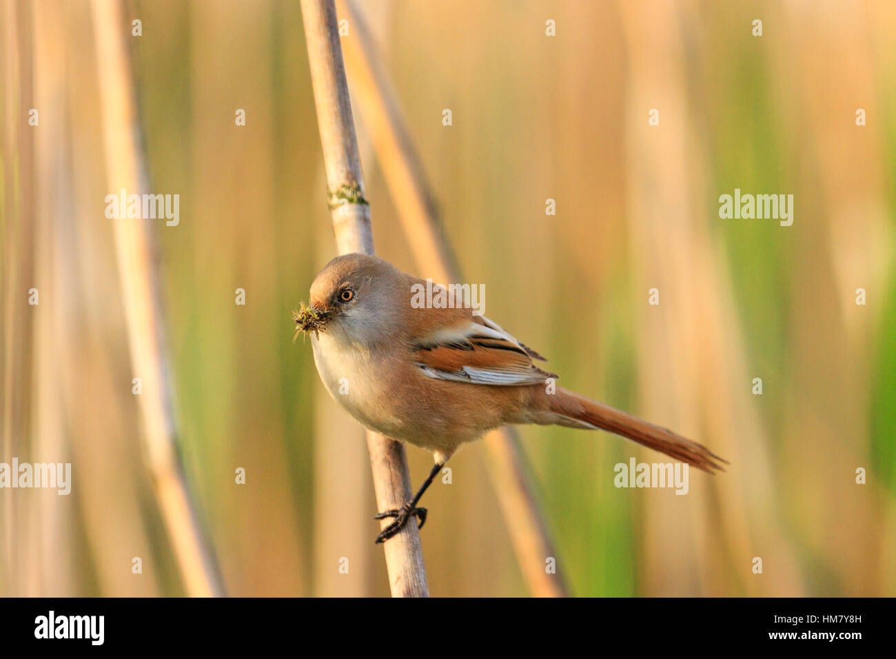 rare bird insect in its beak Stock Photo - Alamy