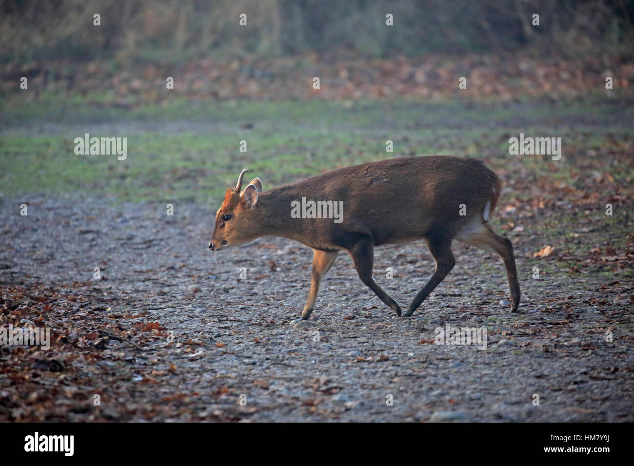 Reeves muntjac hi-res stock photography and images - Alamy