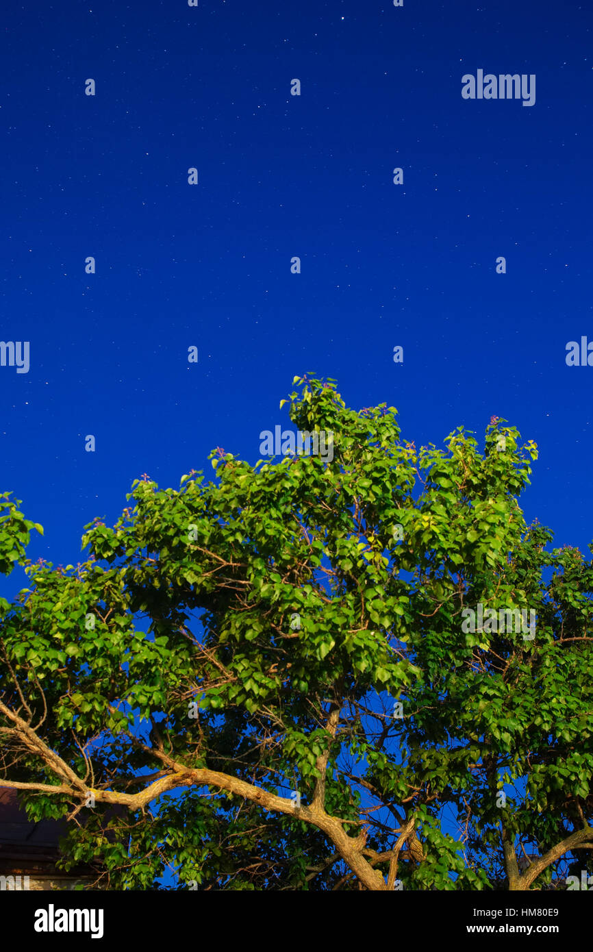 Starry night sky green tree Stock Photo - Alamy