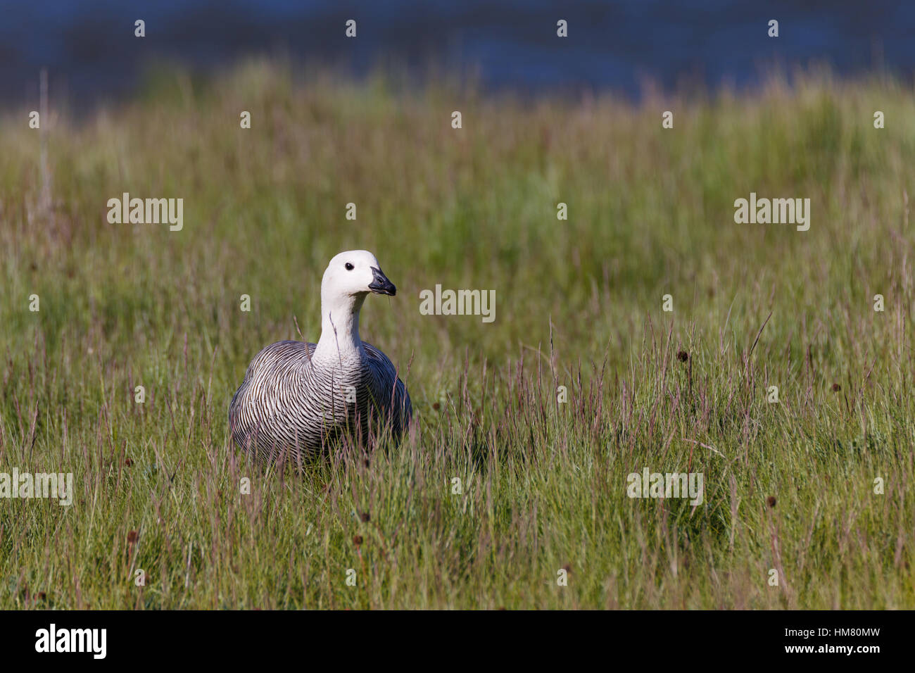 patagonian goose, birds, animals Stock Photo - Alamy