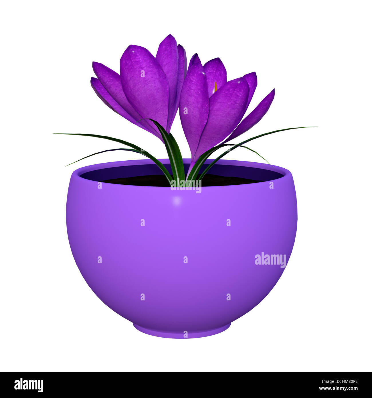 3D rendering of purple crocus flowers in a pot isolated on white ...